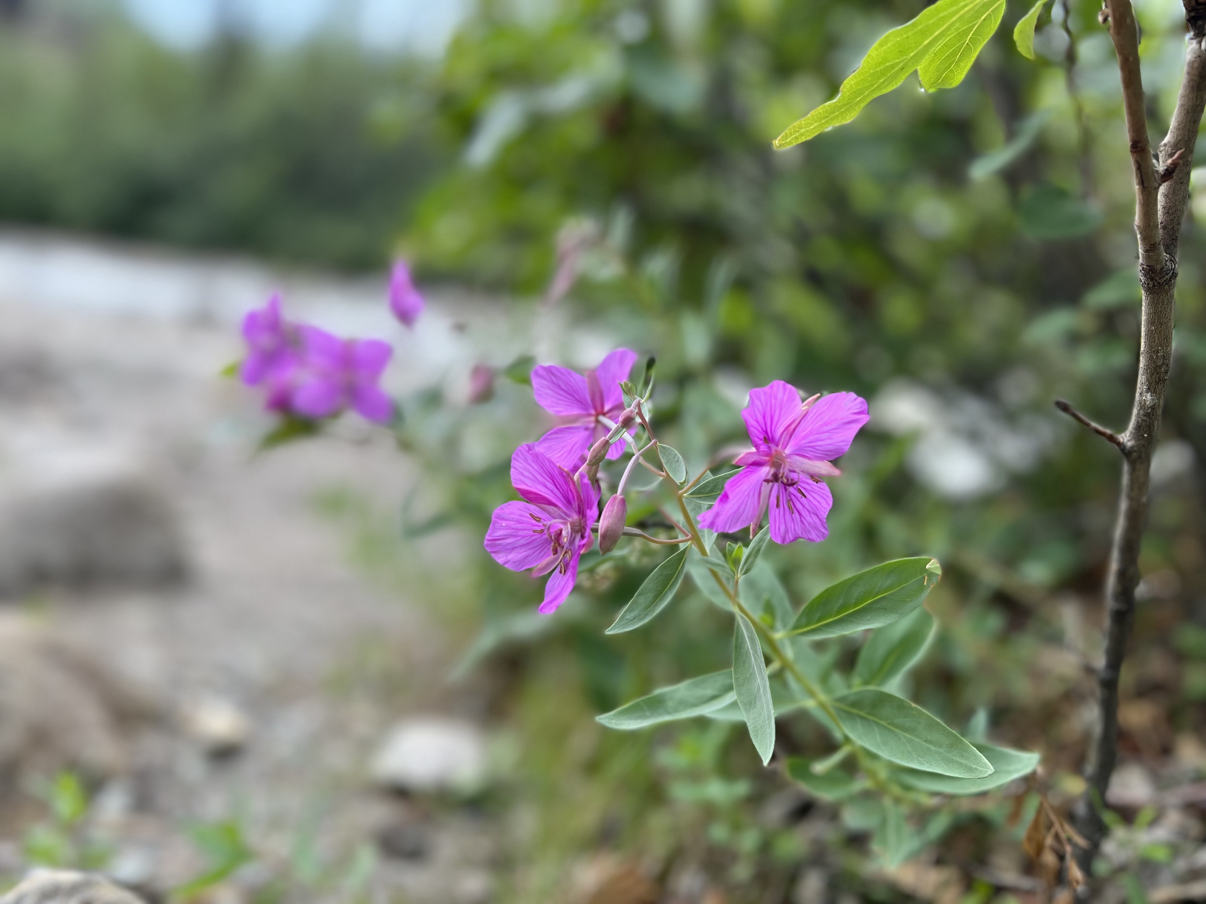 BOTANY 2022 in Anchorage, Alaska | MEEP Lab @ SFSU