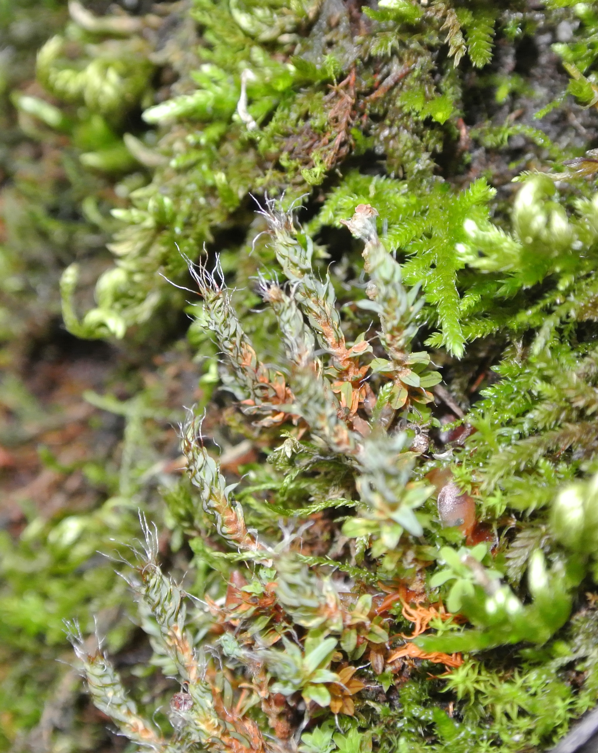 Plant Physiology & Climate Adaptation | MEEP Lab @ SFSU